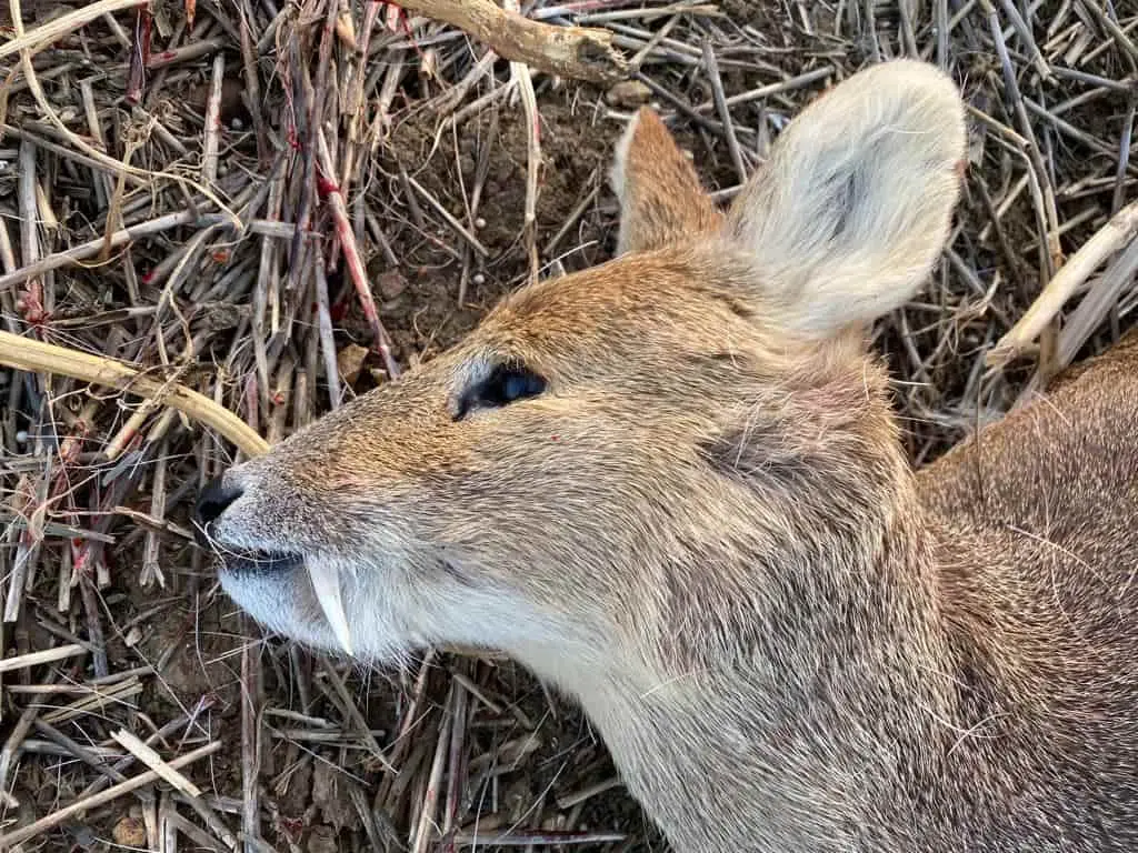 Chinese Water Deer Stalking UK | Shooting.SH